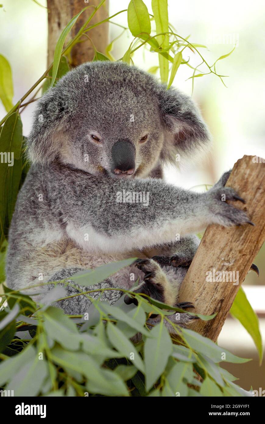 Koala vertical hi-res stock photography and images - Alamy