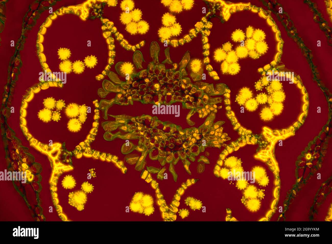 common daisy, lawn daisy, English daisy (Bellis perennis), cross ...