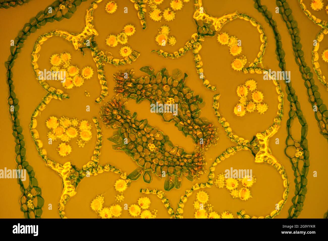 common daisy, lawn daisy, English daisy (Bellis perennis), cross ...