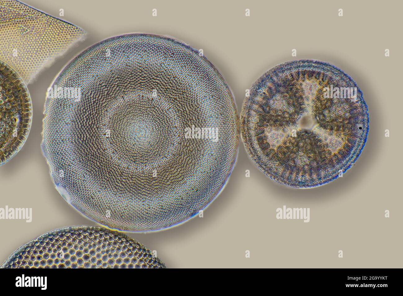 diatom (Diatomeae), DIC image of a diatom, magnification x430 related ...