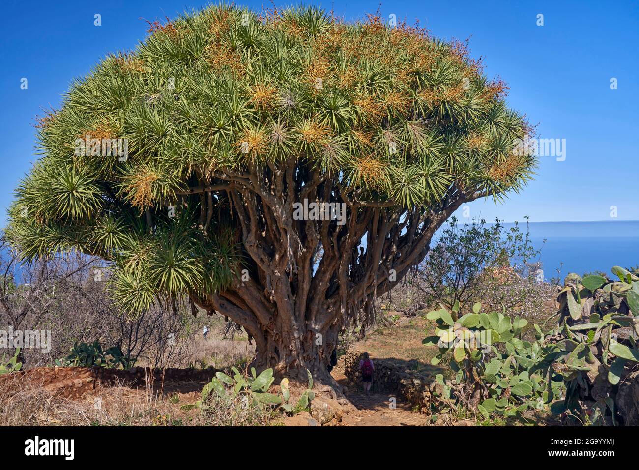 Tear Dragon's blood, Draegon Tree, Canary Islands Dragon Tree, Drago ...