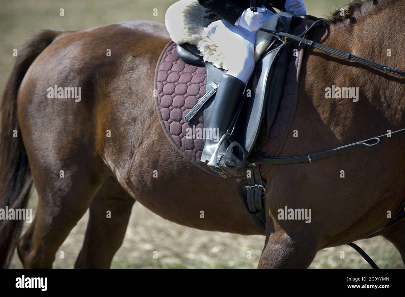 Side saddle rider hi-res stock photography and images - Alamy