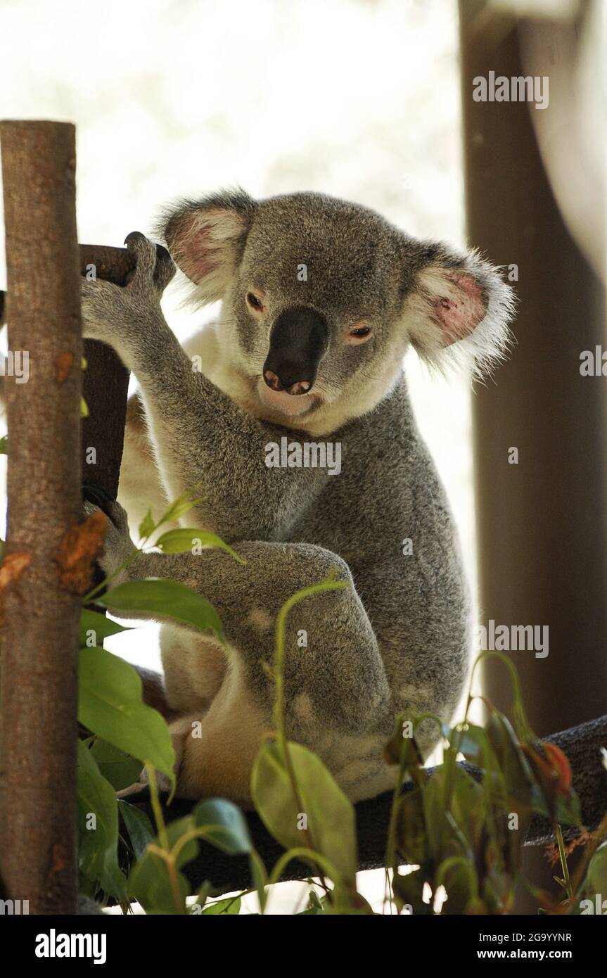 Koala vertical hi-res stock photography and images - Alamy