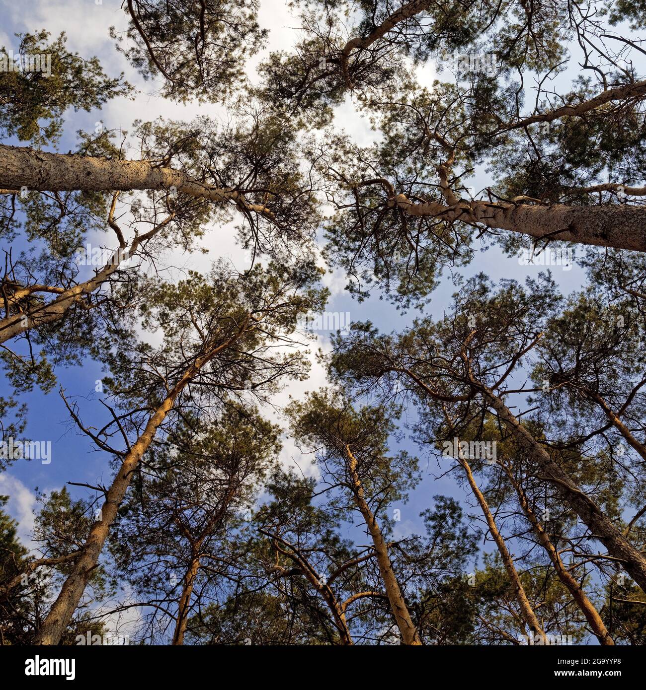 Scotch pine, Scots pine (Pinus sylvestris), looking up into the crowns ...