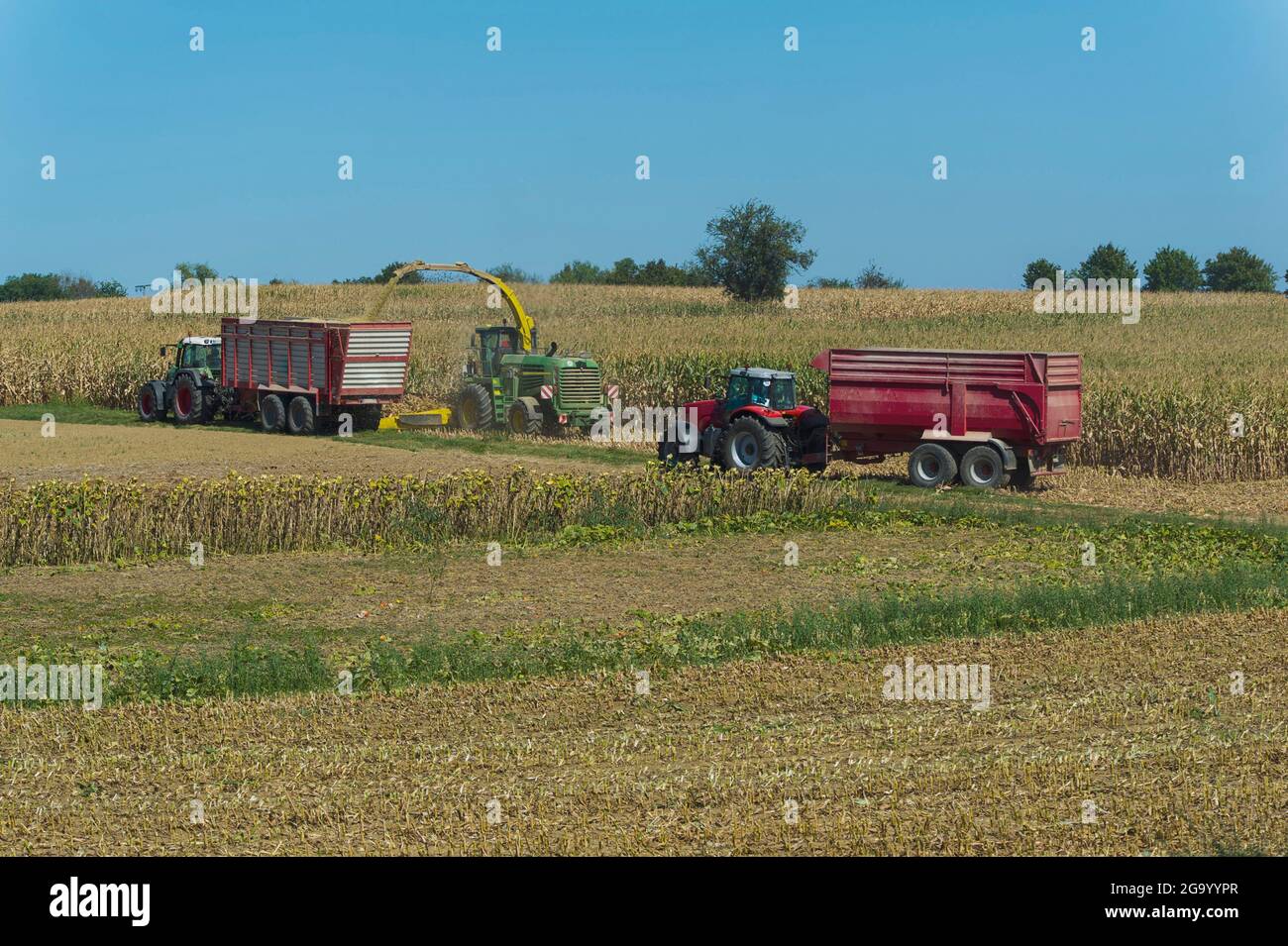 harvesting maize with agricultural machines, Germany, Baden ...
