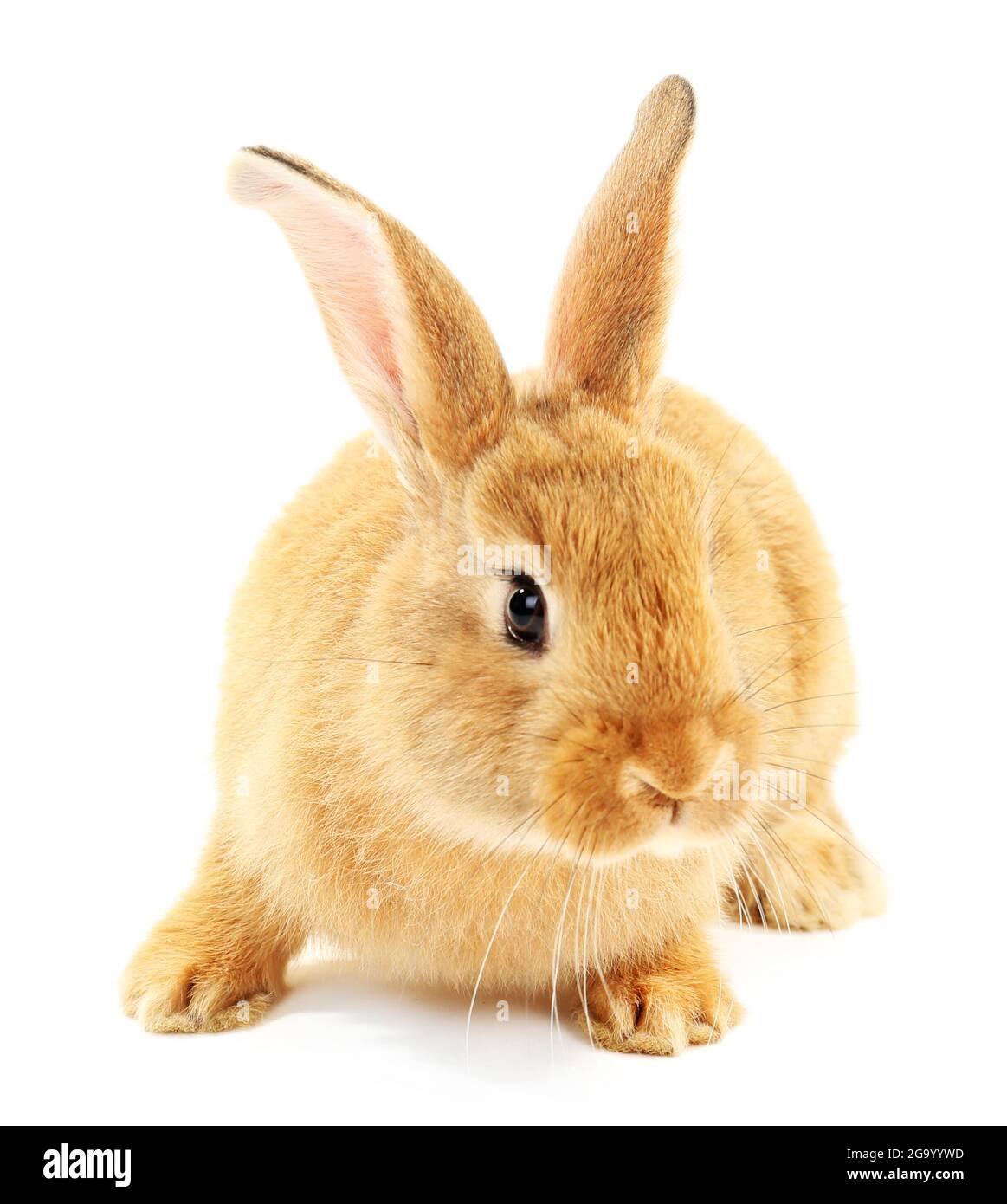 Cute brown rabbit isolated on white Stock Photo - Alamy