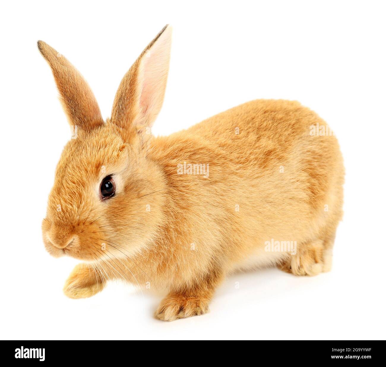 Cute brown rabbit isolated on white Stock Photo - Alamy