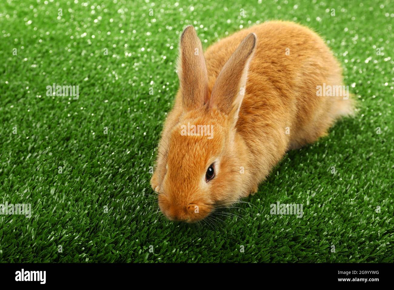 Cute brown rabbit on green grass background Stock Photo - Alamy
