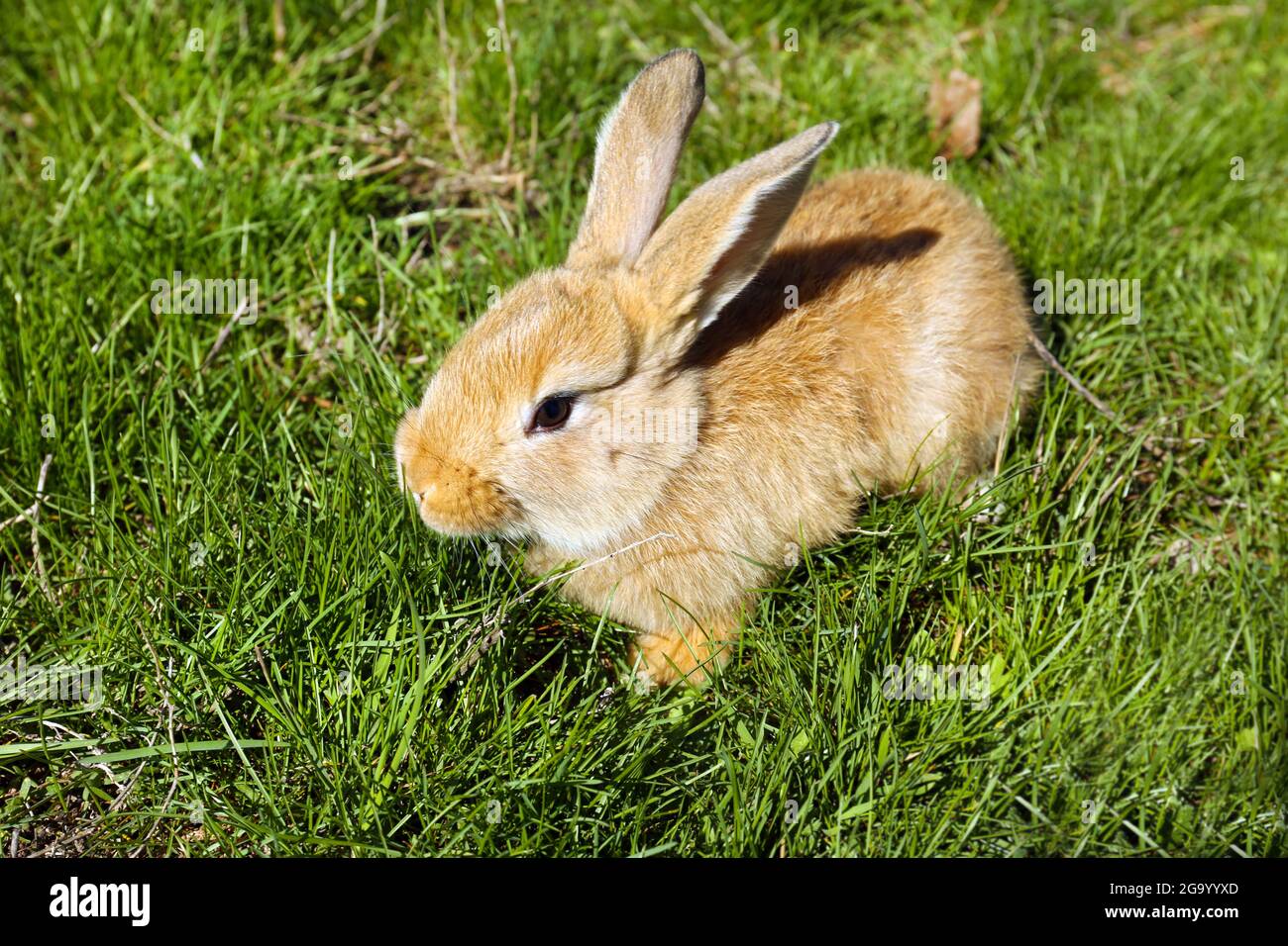 Cute brown rabbit on green grass background Stock Photo - Alamy