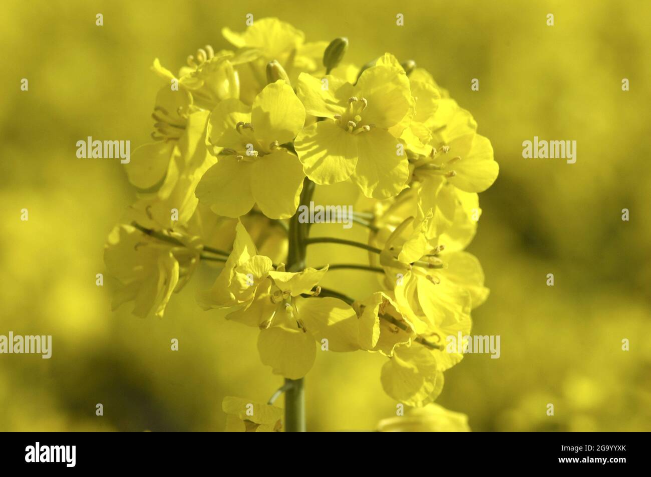 rape, turnip (Brassica napus), inflorescence, Germany, Baden ...