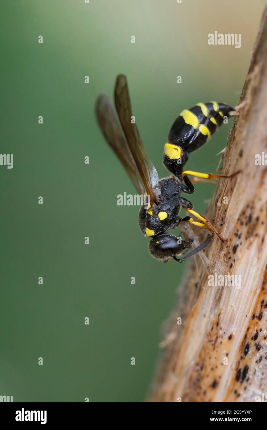 Tube-nesting wasp, Figwort Mason-wasp (Symmorphus gracilis, Symmorphus ...