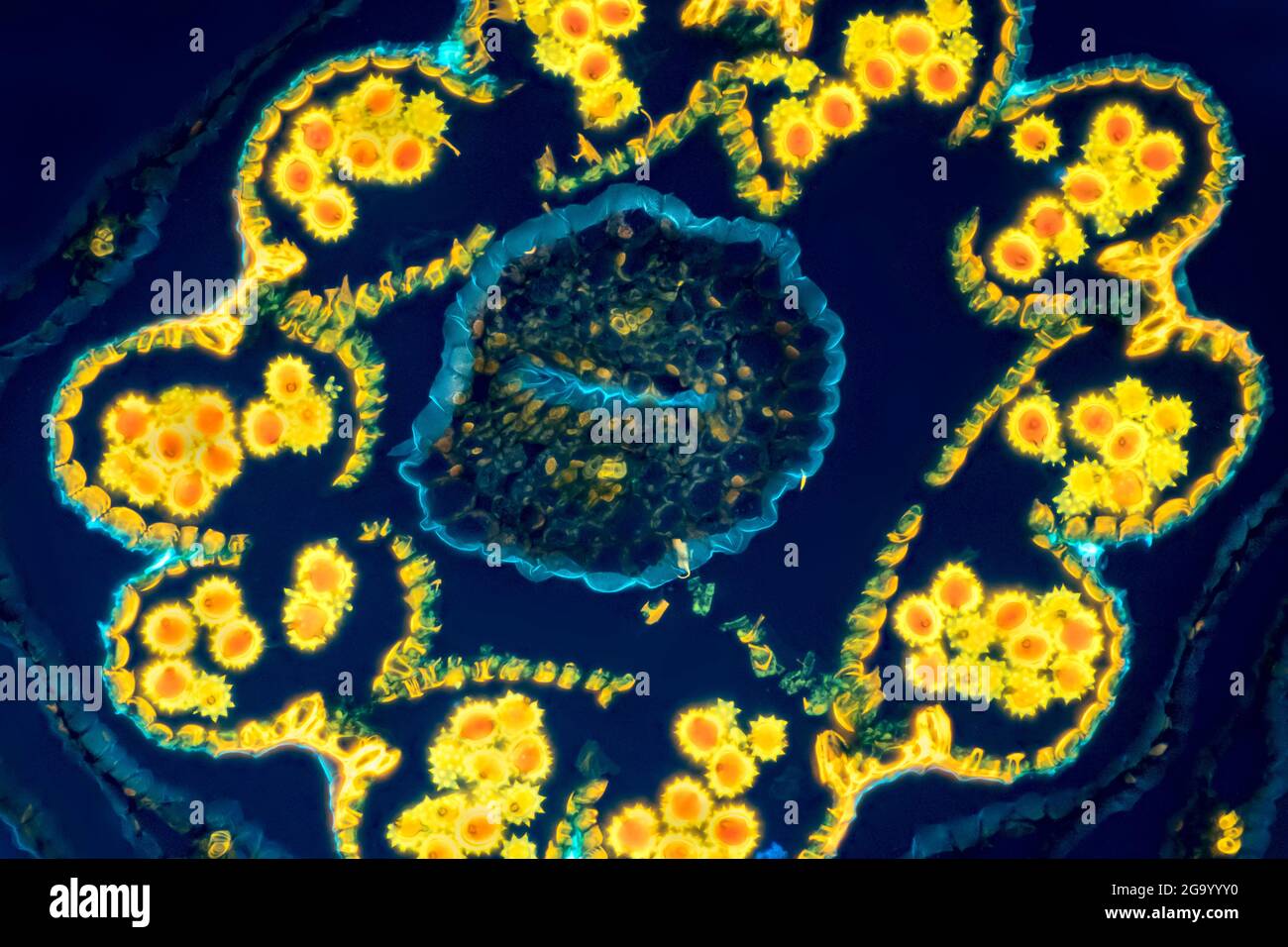 common daisy, lawn daisy, English daisy (Bellis perennis), cross ...