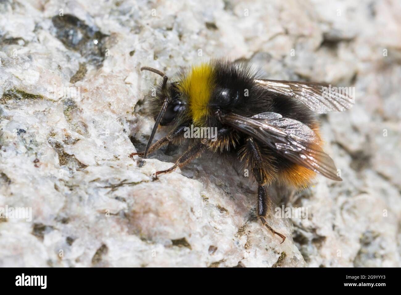 red-tailed bumble bee (Bombus lapidarius, Pyrobombus lapidarius, Aombus ...