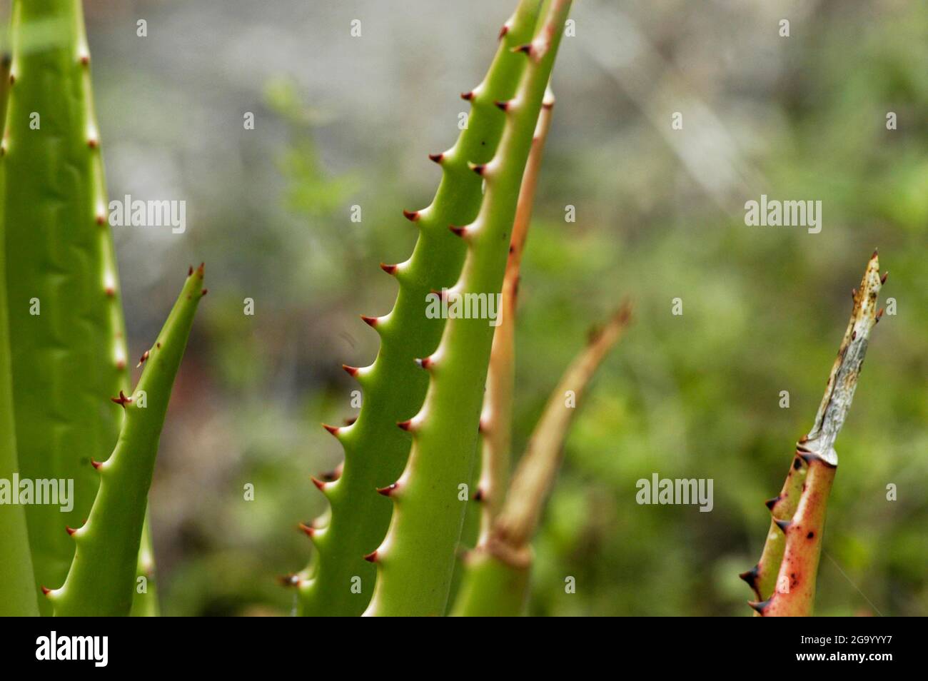 aloe vera (Aloe vera, Aloe barbadensis), leaf tips, Kenya Stock Photo ...