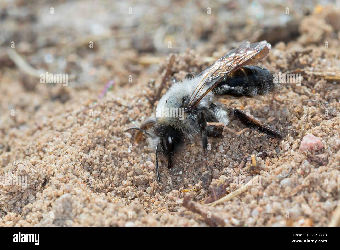 Grey-backed Mining-bee (Andrena vaga, Andrena ovina), female in its ...