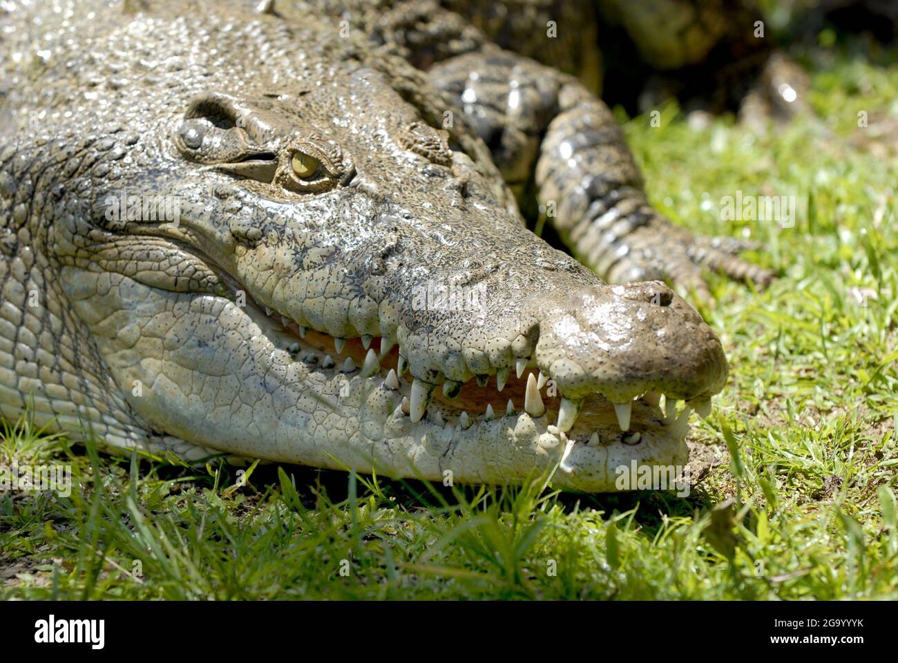 saltwater crocodile, estuarine crocodile (Crocodylus porosus), portrait , Australia Stock Photo ...