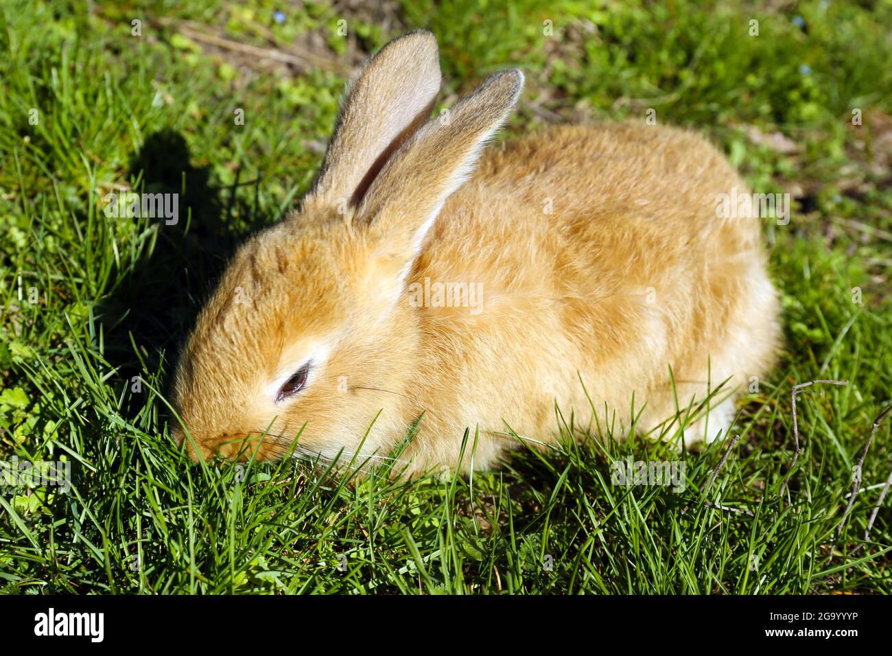 Cute brown rabbit on green grass background Stock Photo - Alamy
