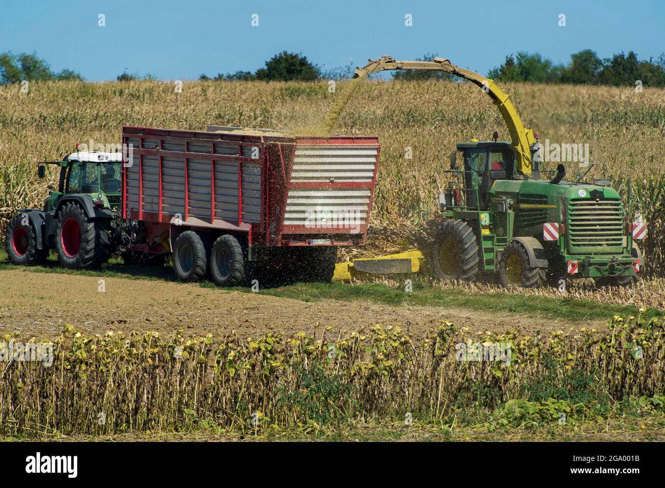 harvesting maize with agricultural machines, Germany, Baden ...