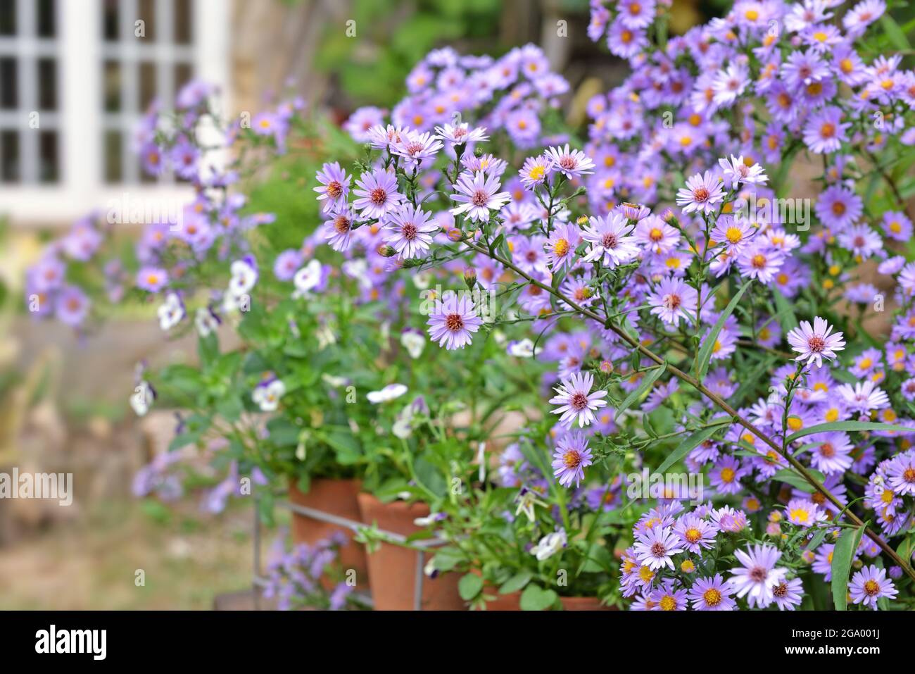 Aster pot garden hi-res stock photography and images - Alamy