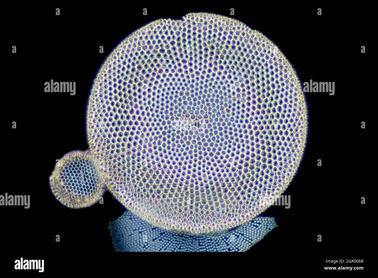 Chrysophyta hi-res stock photography and images - Alamy