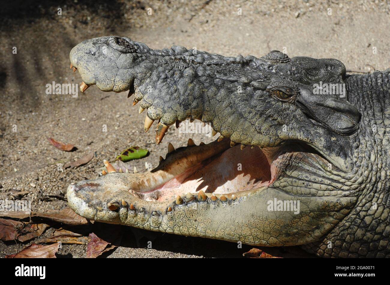 saltwater crocodile, estuarine crocodile (Crocodylus porosus), portrait ... saltwater crocodile, estuarine crocodile (Crocodylus porosus), portrait ...