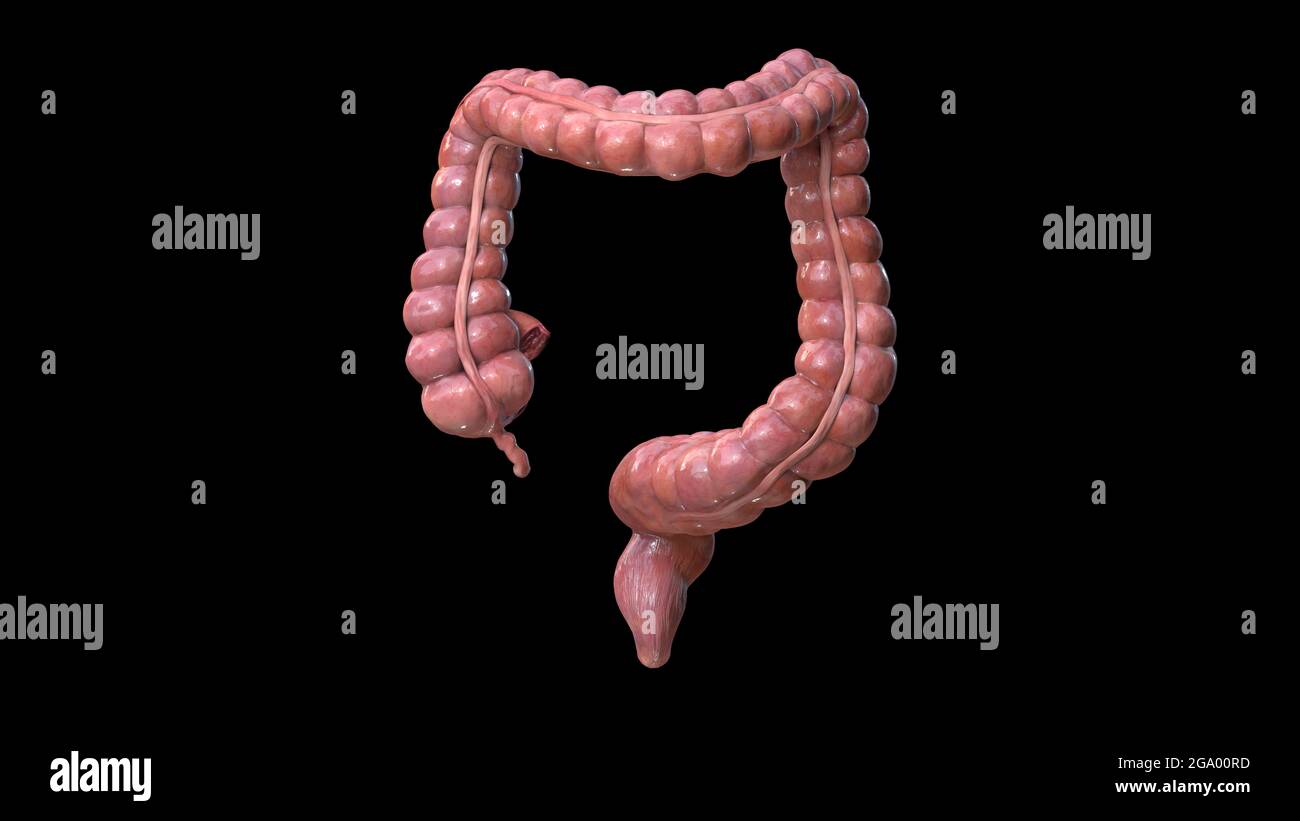 Colon anatomy on black background, 3d render, illustration Stock Photo ...