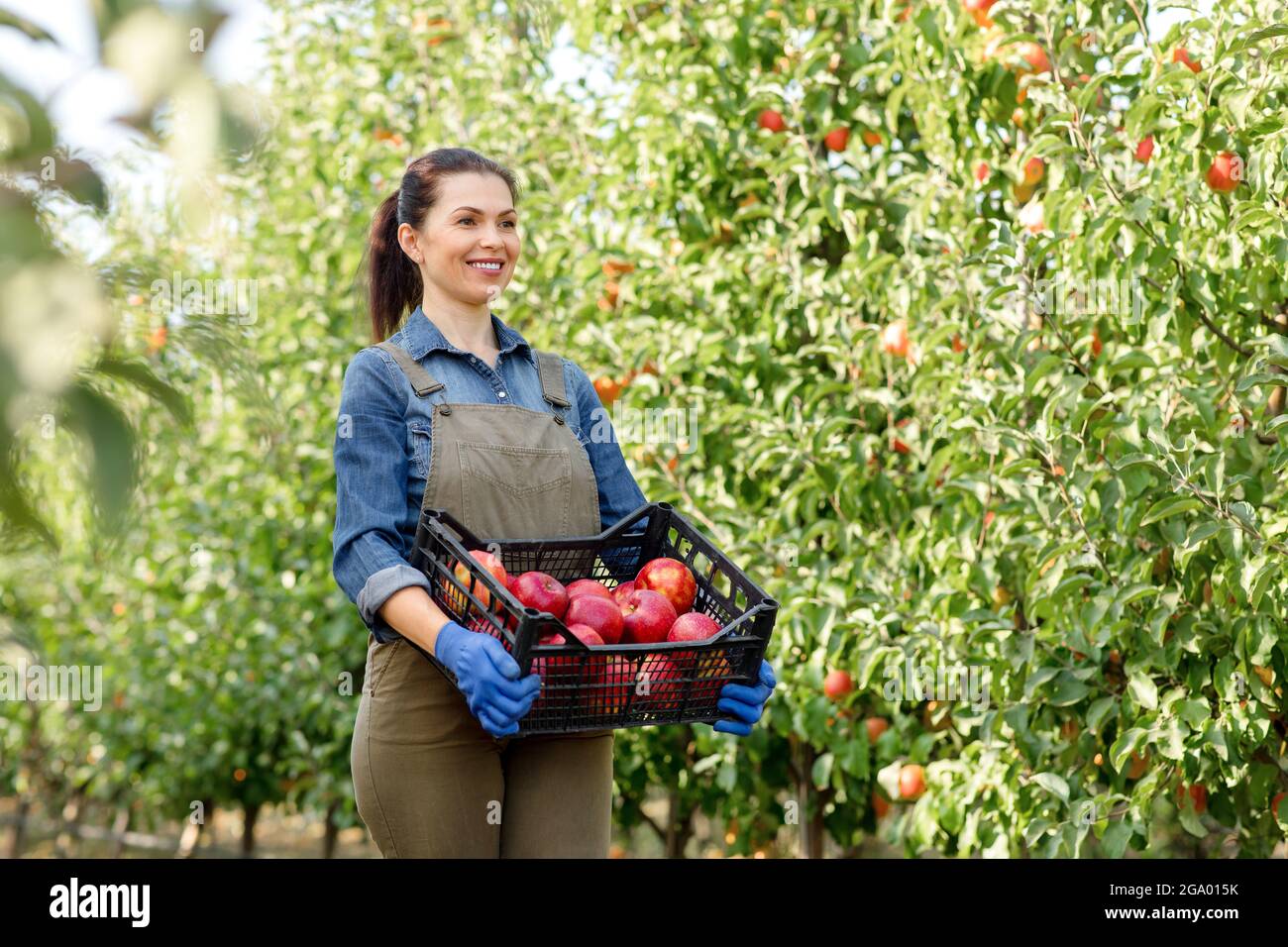 Successful farmer harvesting in garden, organic fruits for sale Stock ...