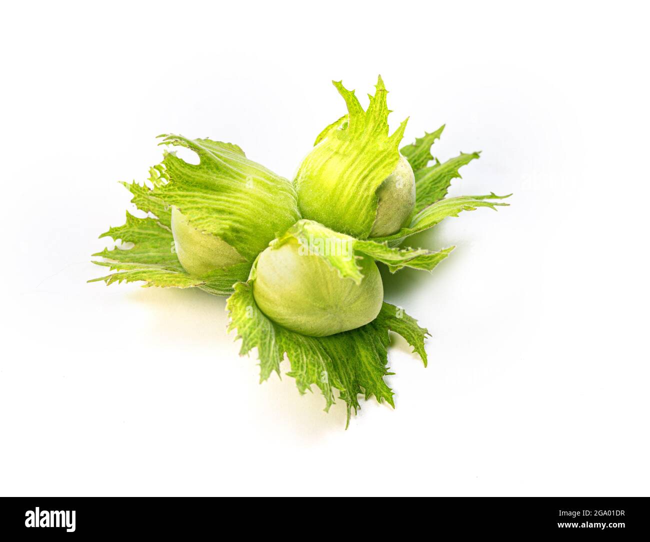 Young green hazelnut nuts isolated on white background Stock Photo - Alamy