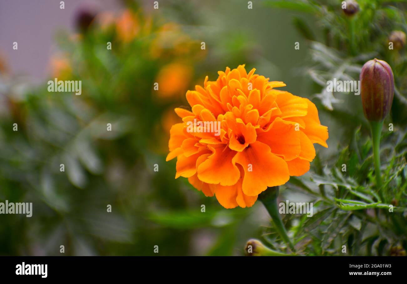 Beautiful marigold flower plant Stock Photo - Alamy