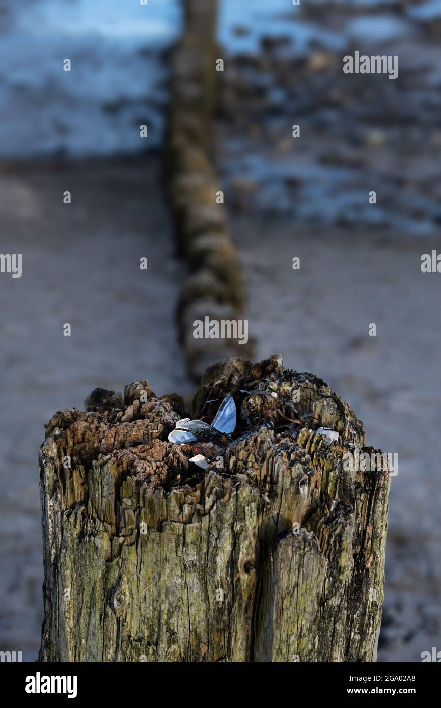 Mussel erosion hi-res stock photography and images - Alamy