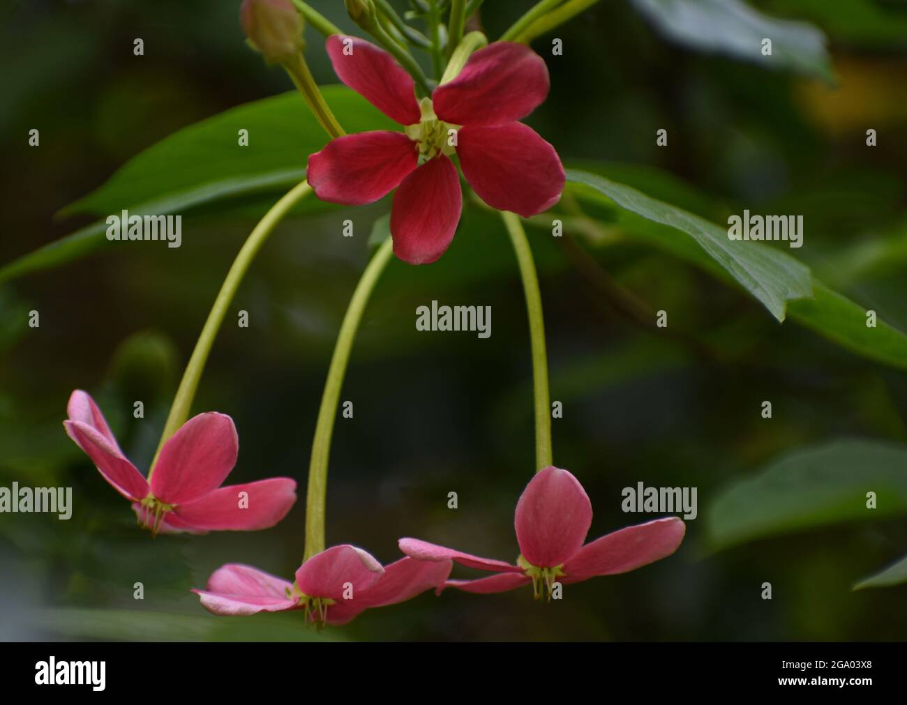 Botanysystem hi-res stock photography and images - Alamy