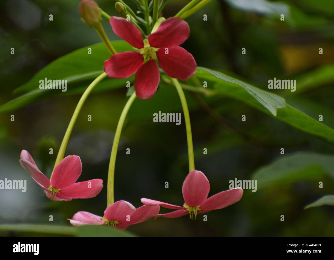 Botanysystem hi-res stock photography and images - Alamy