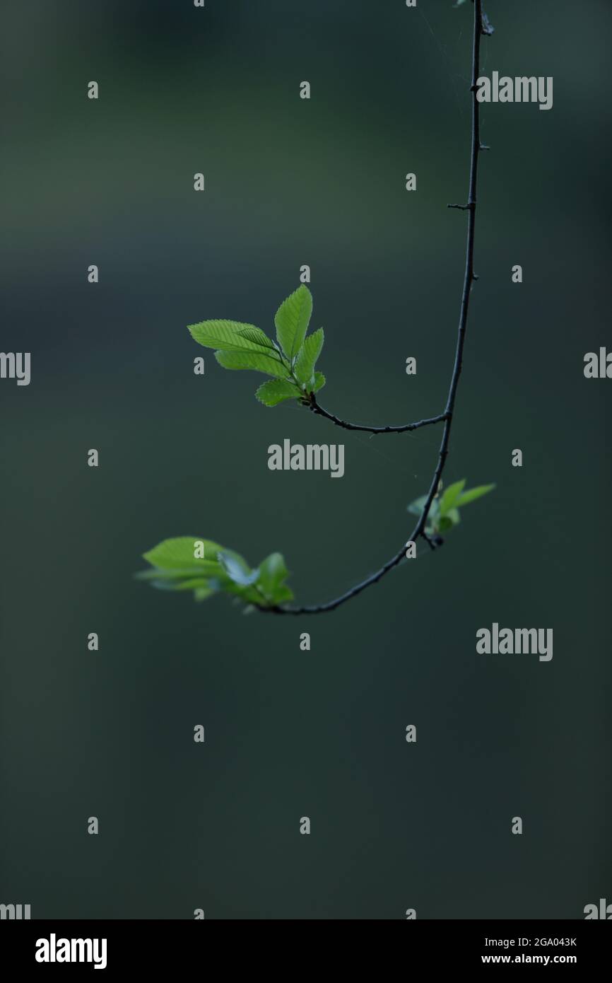detail of tree leaves sprouting Stock Photo - Alamy