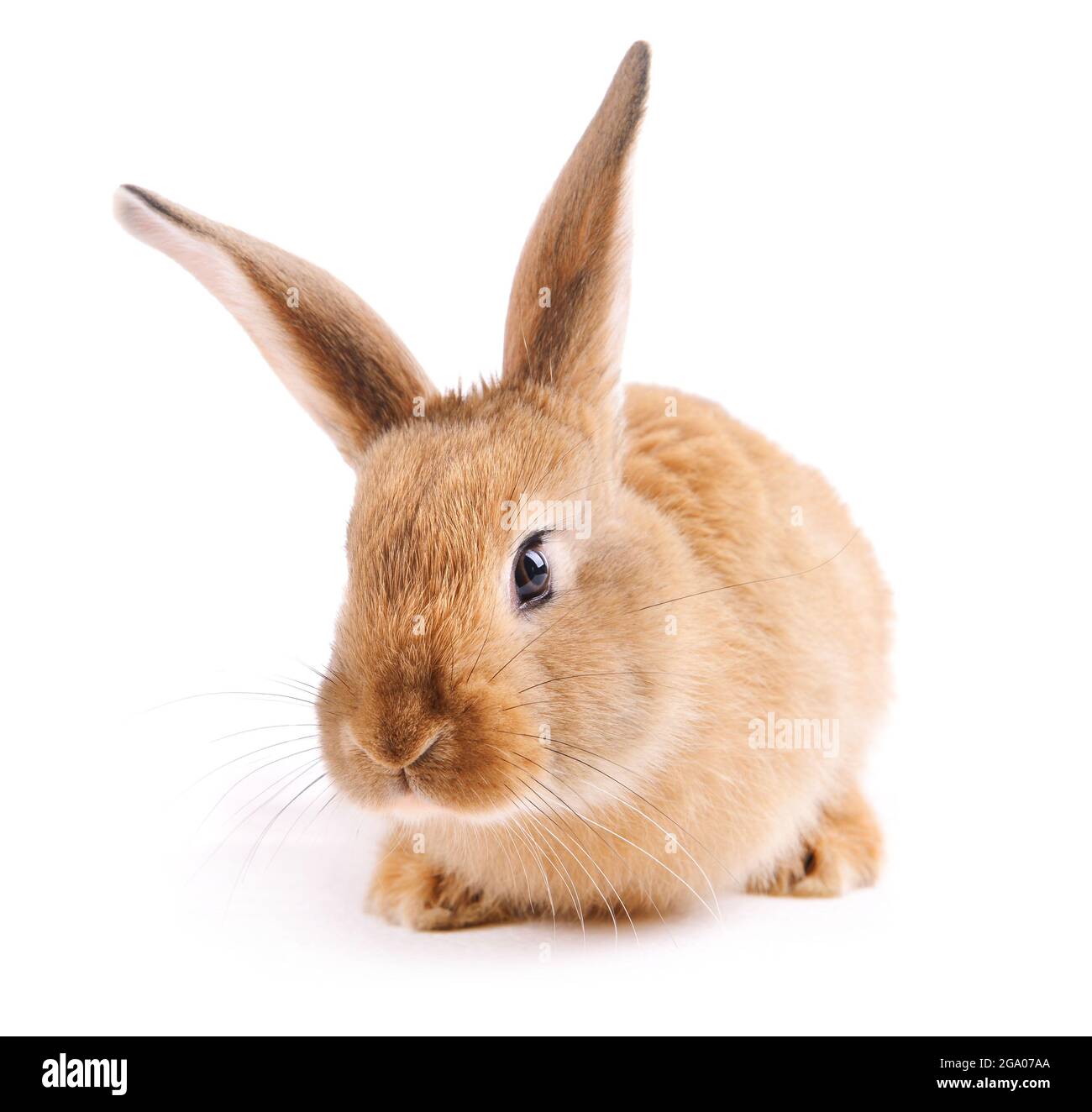 Little rabbit isolated on white Stock Photo - Alamy