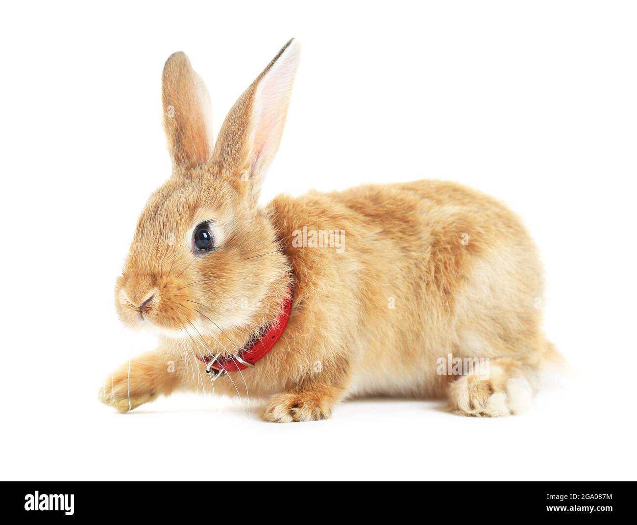 Red rabbit isolated on white Stock Photo - Alamy