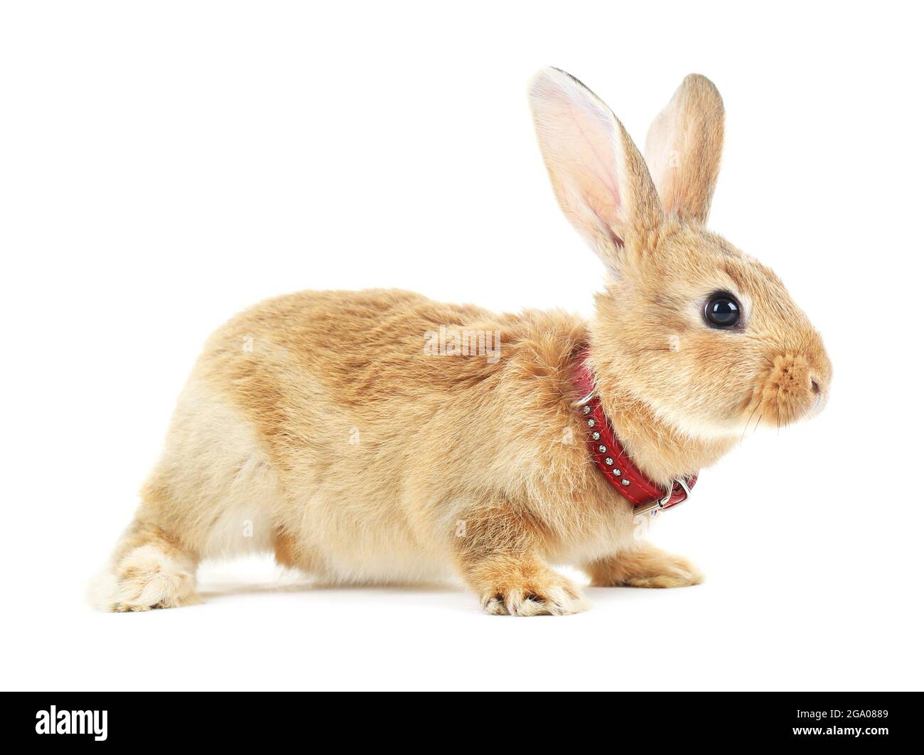 Red rabbit isolated on white Stock Photo - Alamy