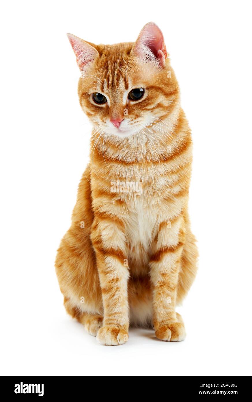 Portrait of red cat isolated on white Stock Photo - Alamy