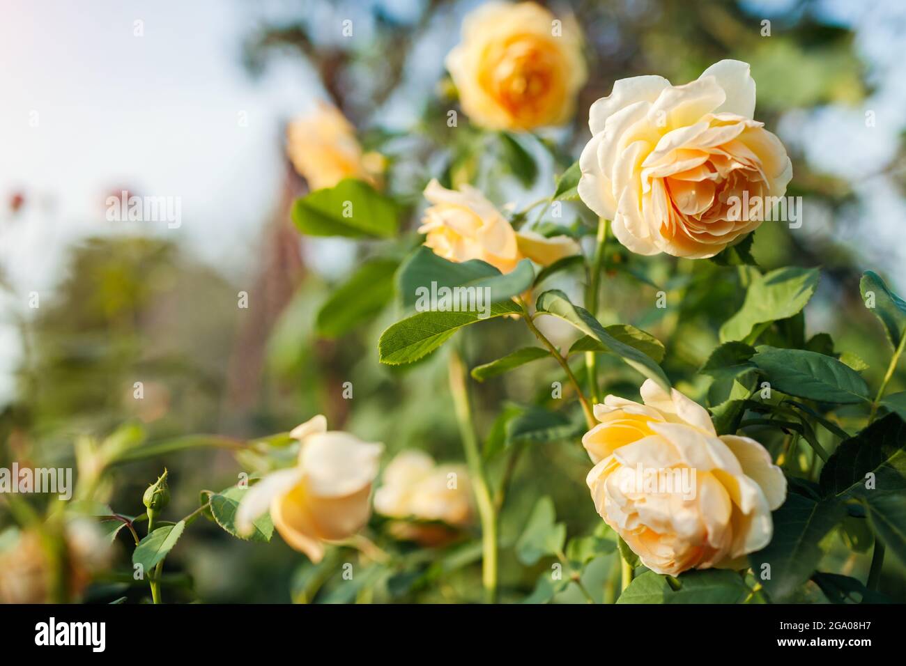 Graham garden hi-res stock photography and images - Alamy