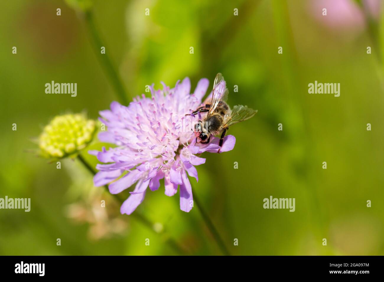 Pollen collecting insects hi-res stock photography and images - Alamy
