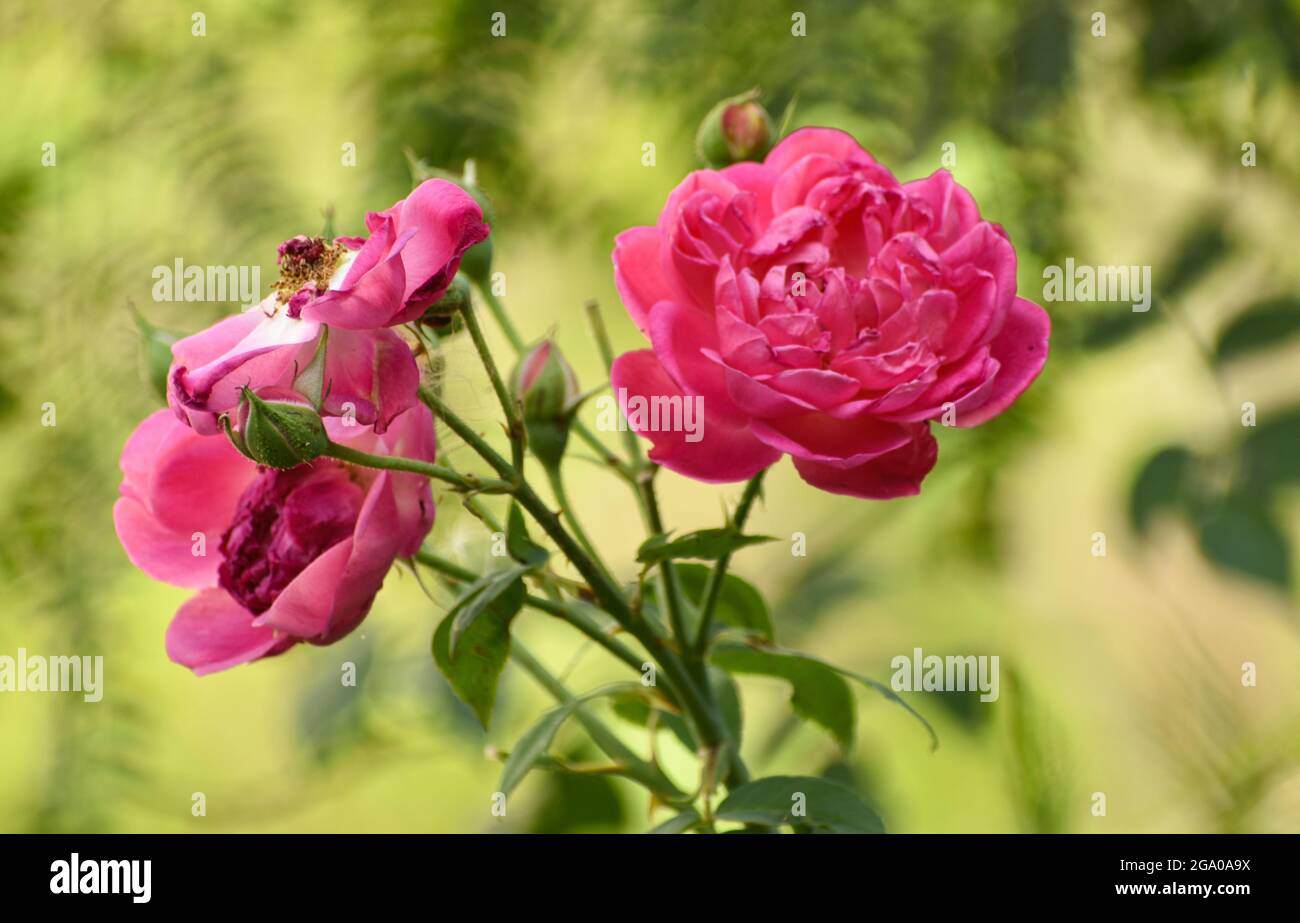 Love in monsoon hi-res stock photography and images - Alamy