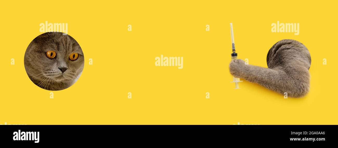 Animal vaccination concept. Veterinary vaccination. Banner. British cat ...