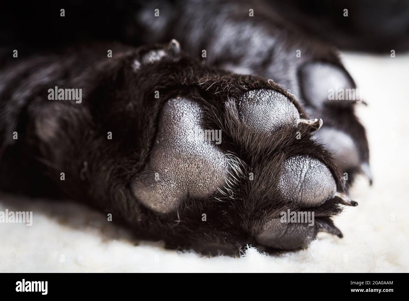 Labrador paw hi-res stock photography and images - Alamy