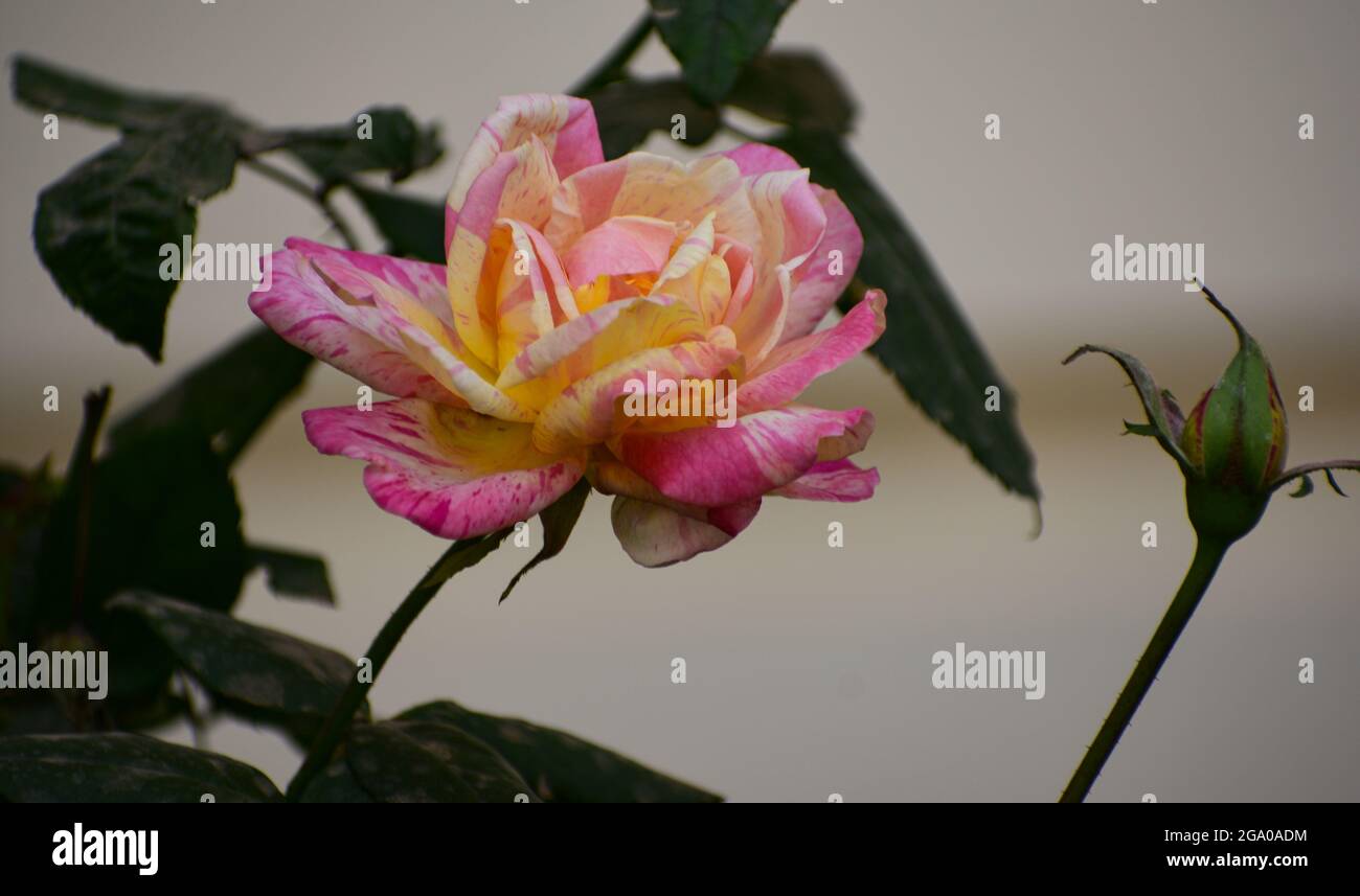 Love in monsoon hi-res stock photography and images - Alamy