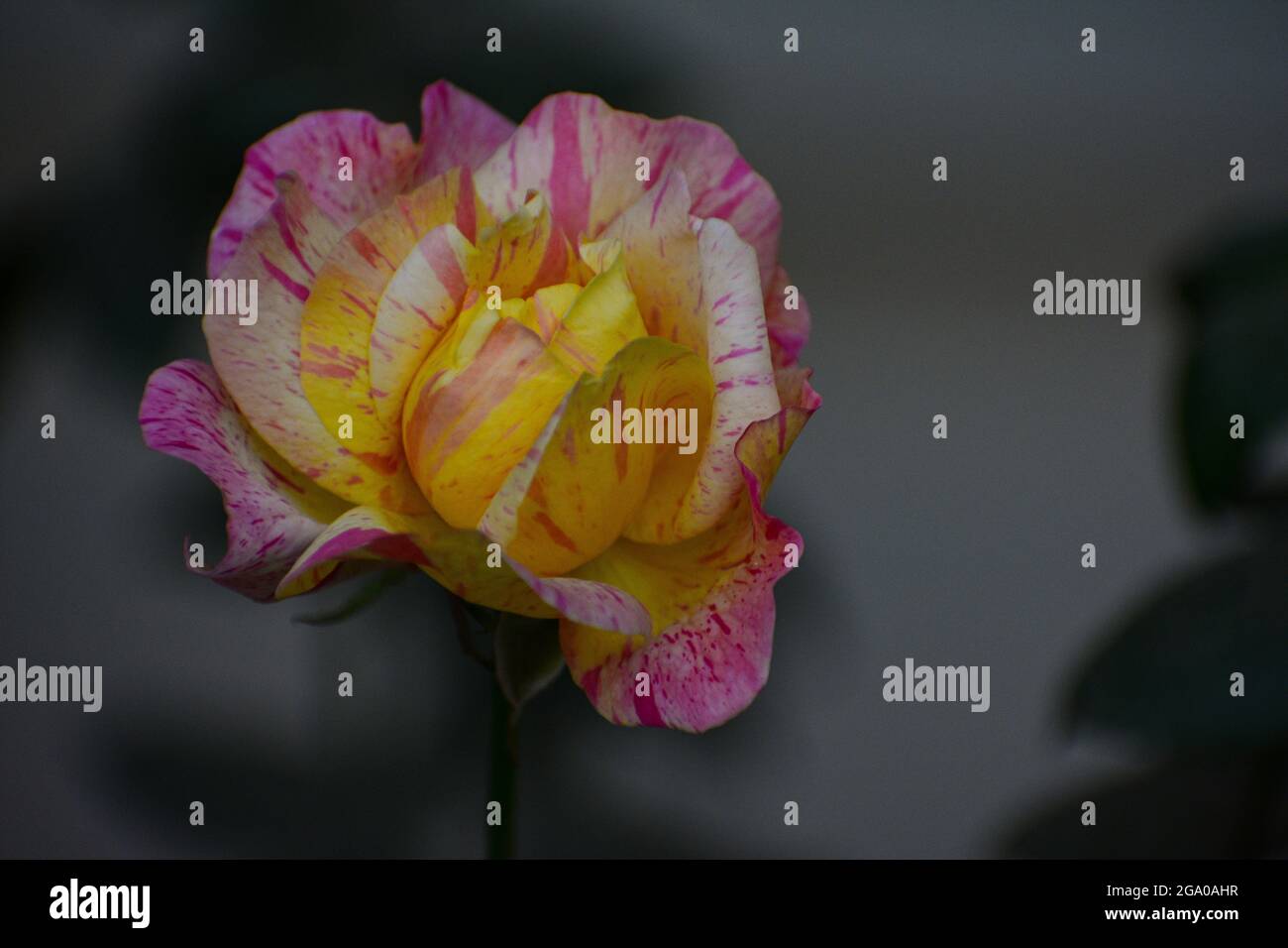 Beautiful pink and yellow rose in monsoon Stock Photo - Alamy