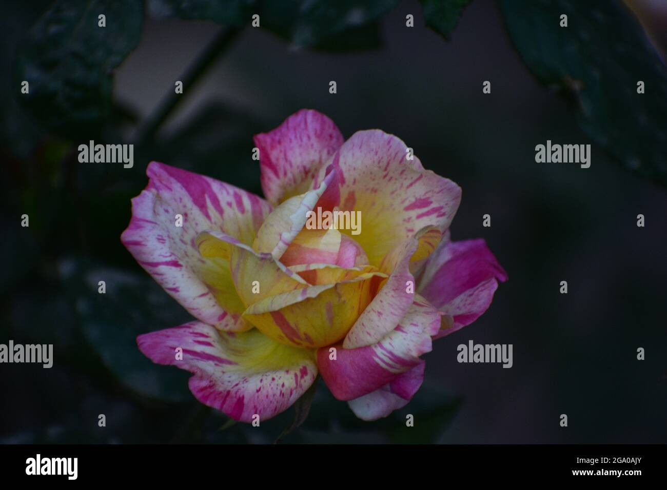 Spring roses leaves drops light hi-res stock photography and images - Alamy