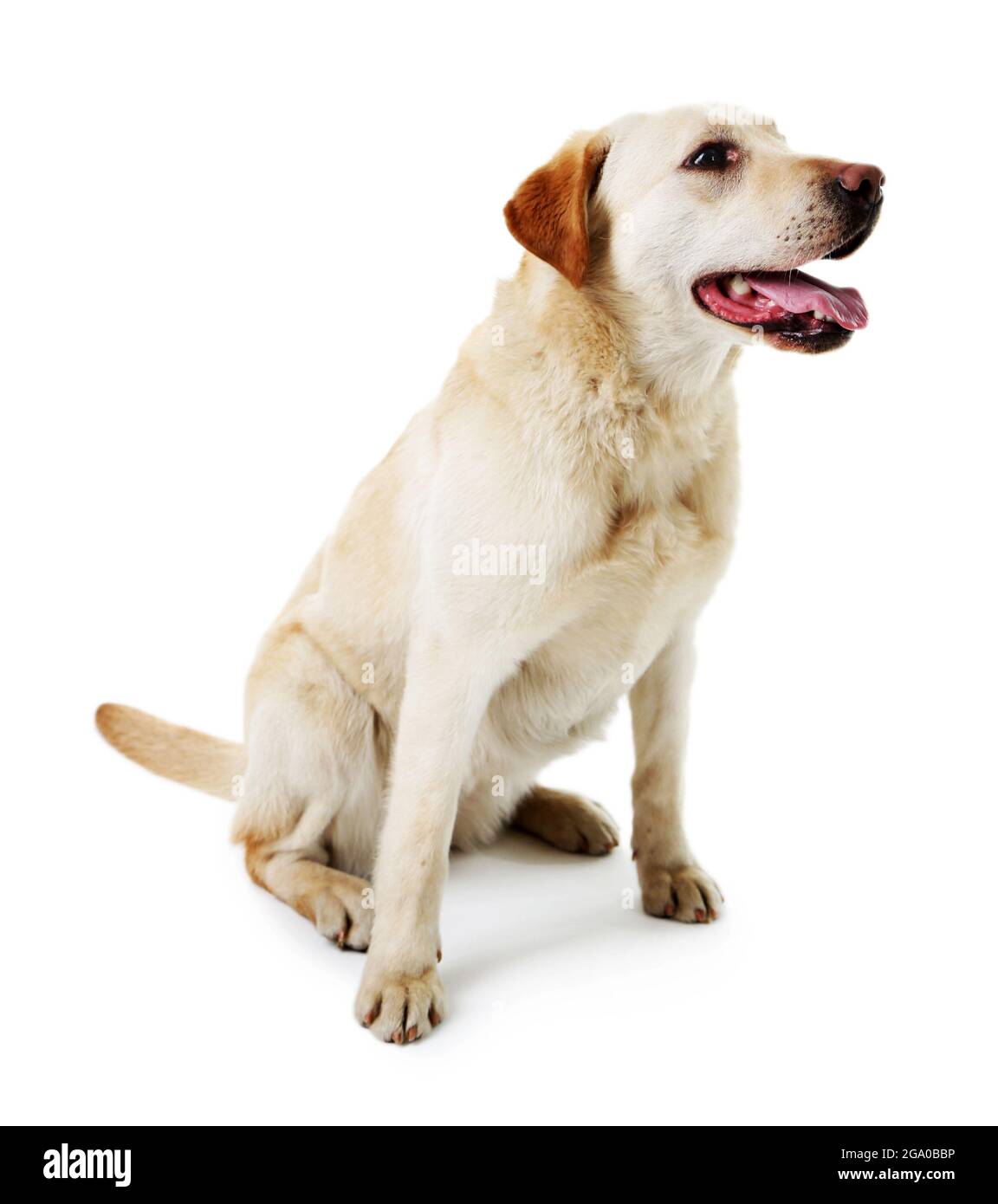 Cute dog isolated on white background Stock Photo - Alamy