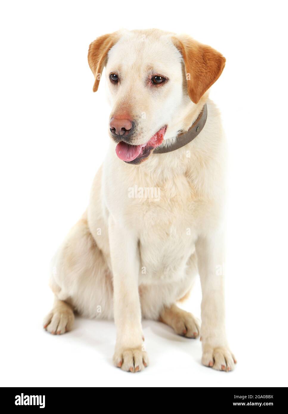 Cute dog with leash isolated on white background Stock Photo - Alamy