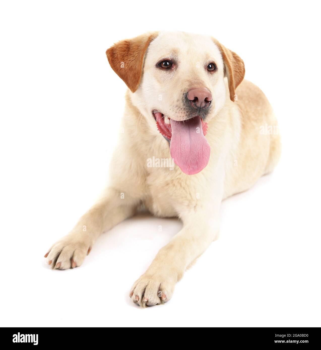 Cute dog isolated on white background Stock Photo - Alamy