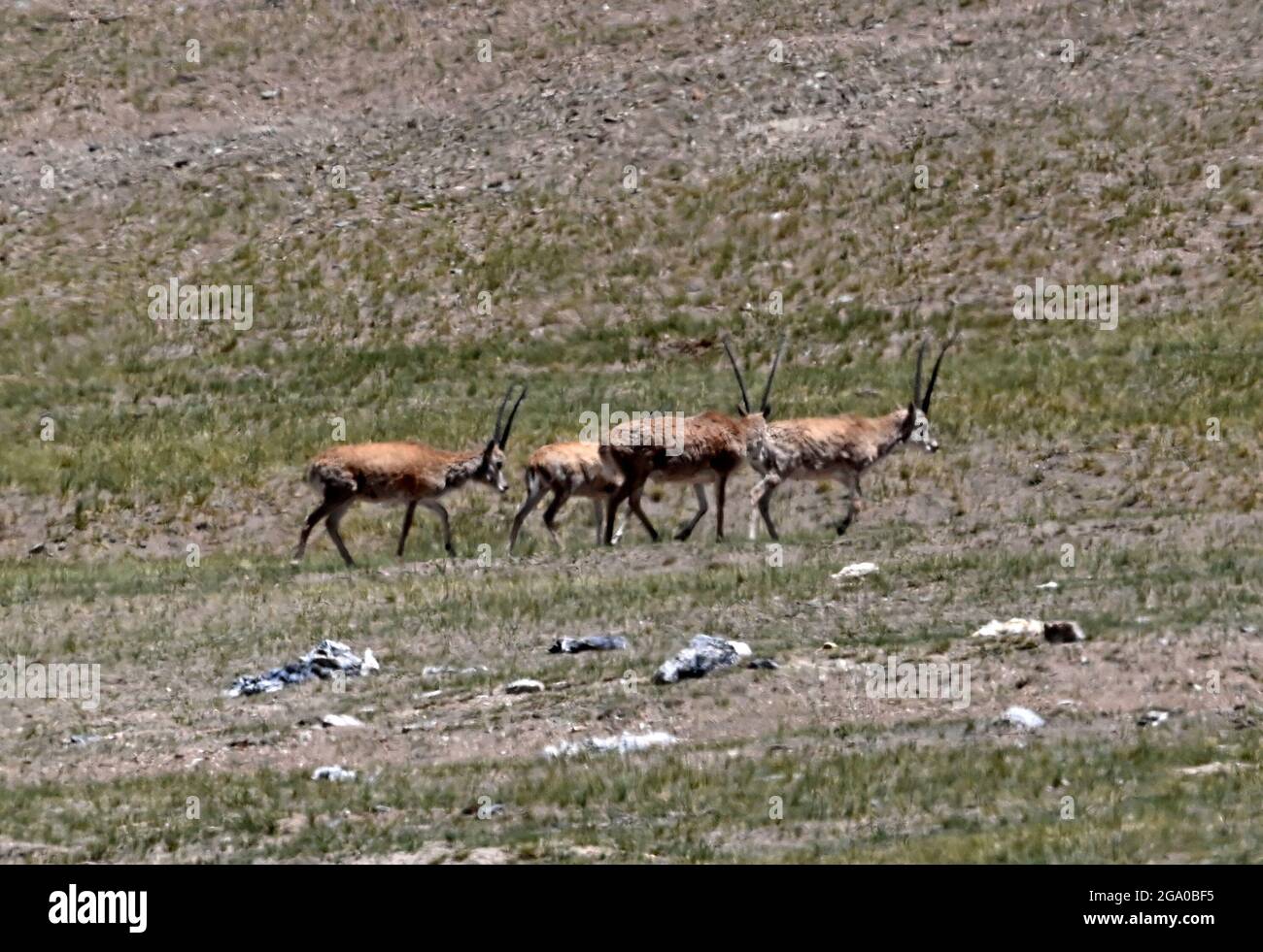 Xinjiang, China, 27/07/2021 Summer festival has entered. The breeding ...