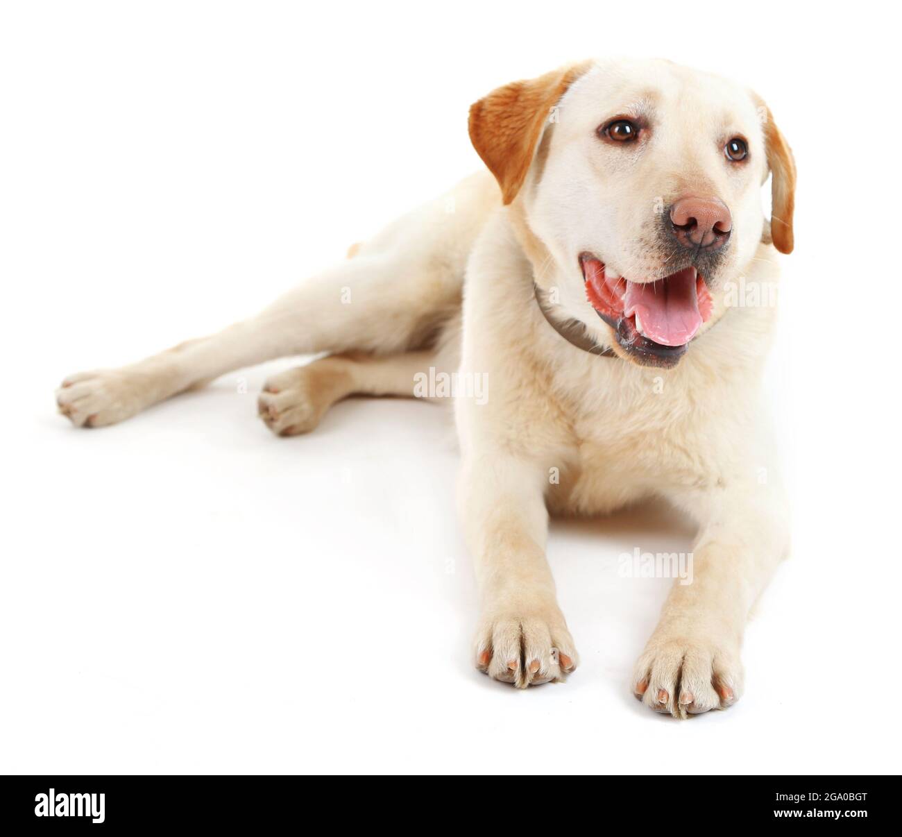 Cute dog with leash isolated on white background Stock Photo - Alamy